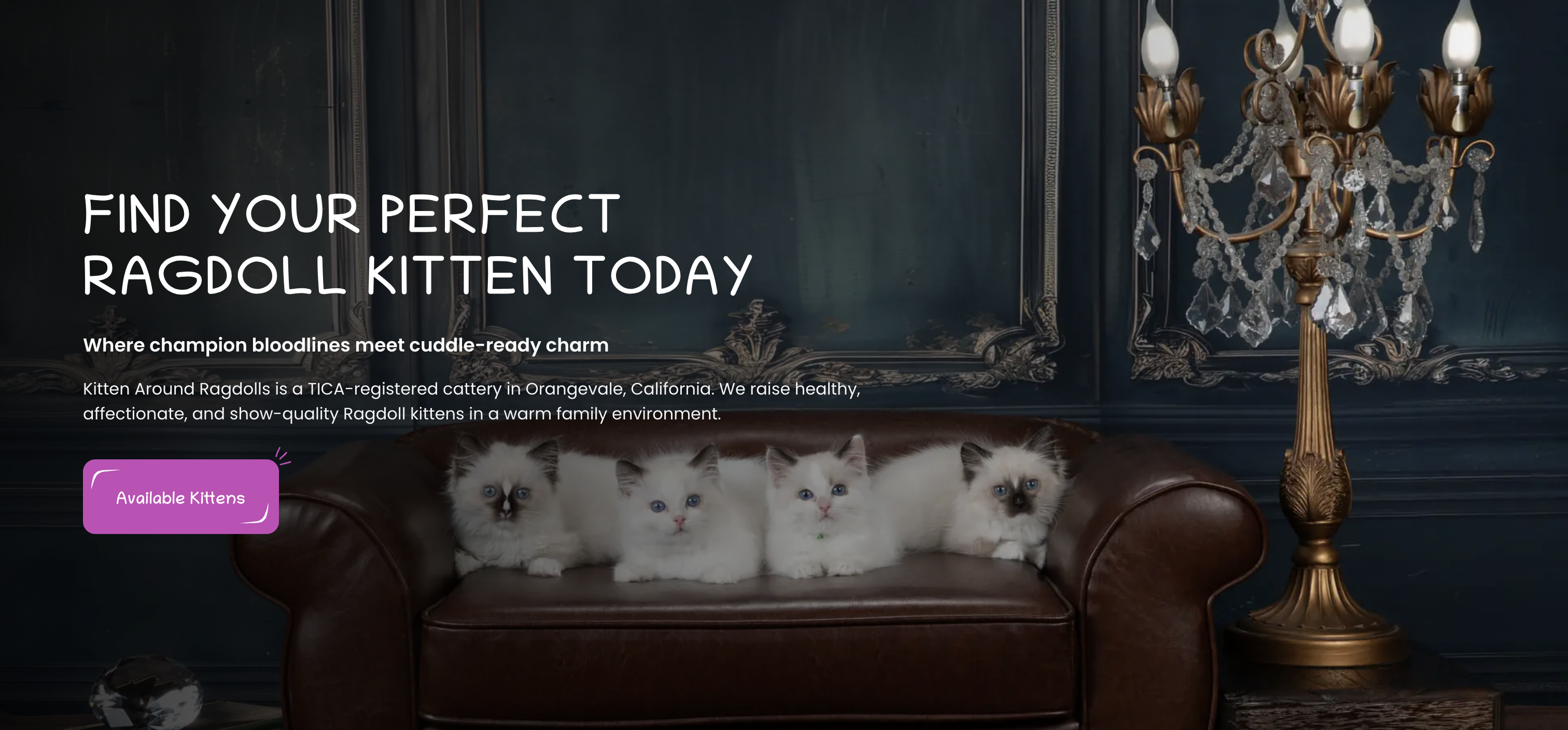 Understanding Ragdoll Temperament: Why They’re the Perfect Family ...